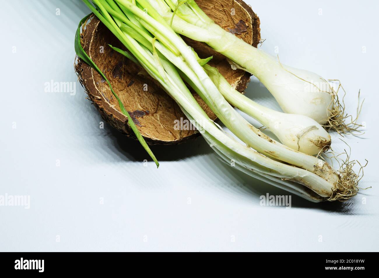 Fresh Green Spring Onion With Roots On An Isolated White Background ...
