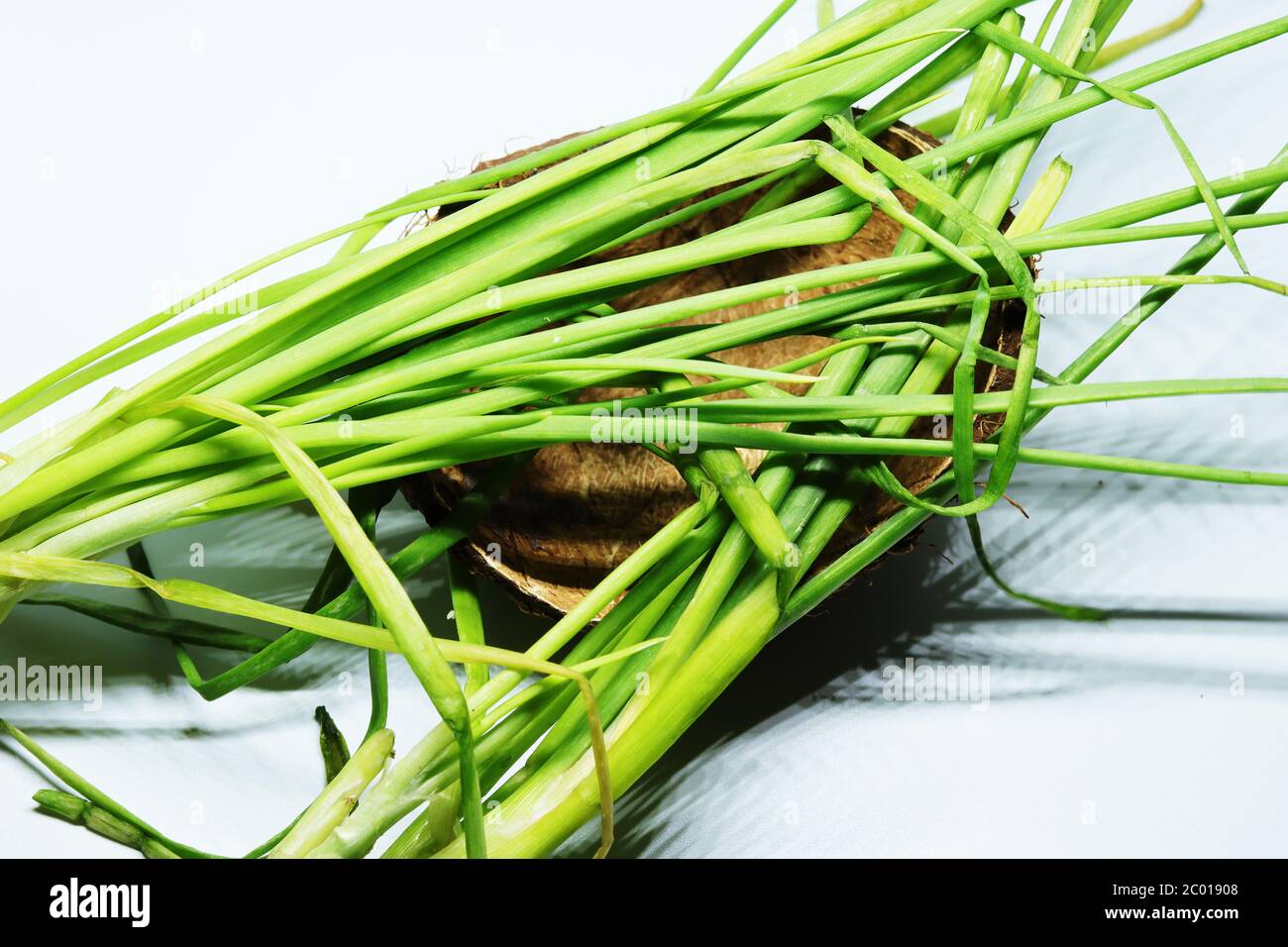 Fresh Green Spring Onion With Roots On An Isolated White Background ...