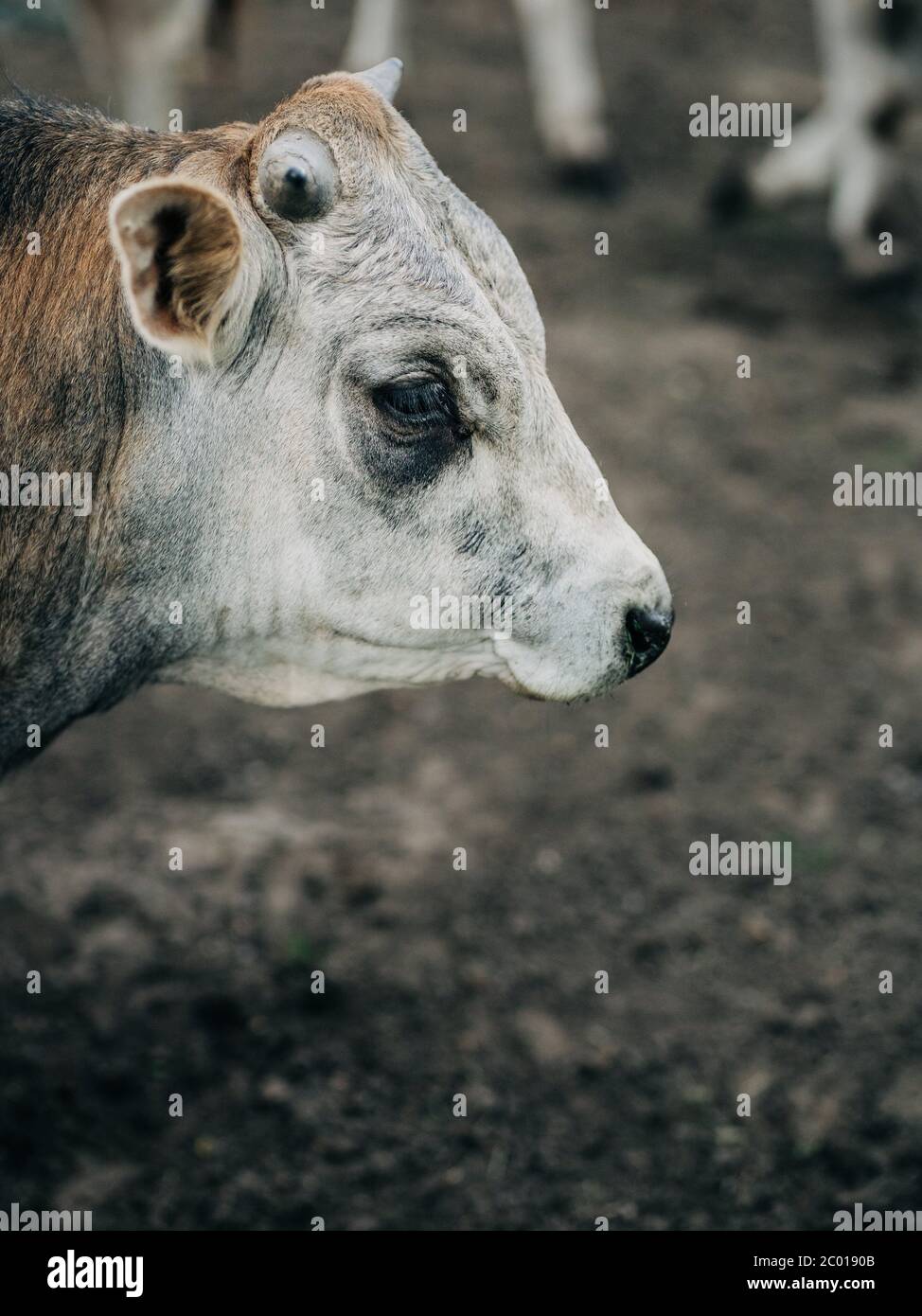 breed of Argentine bull reared for meat Stock Photo - Alamy