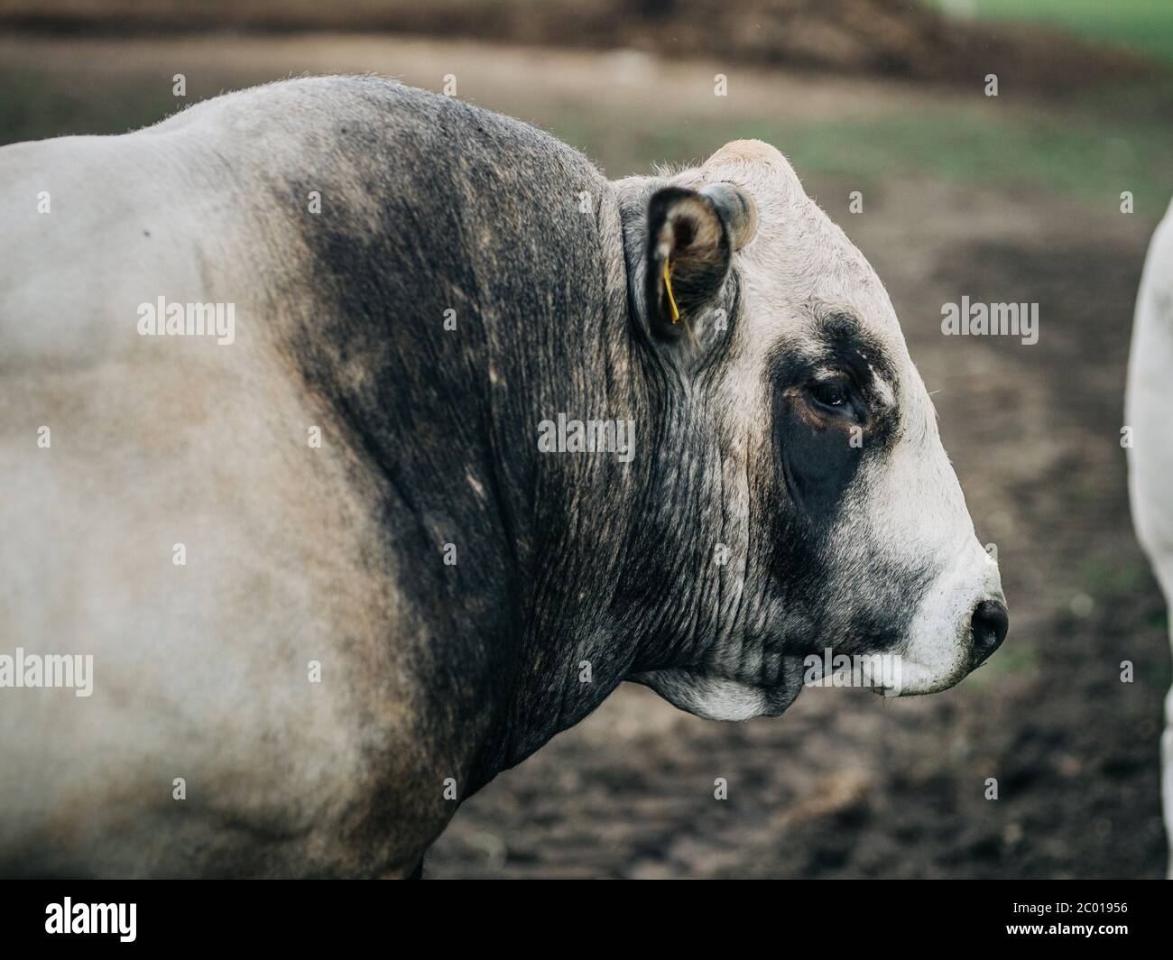 breed of Argentine bull reared for meat Stock Photo - Alamy