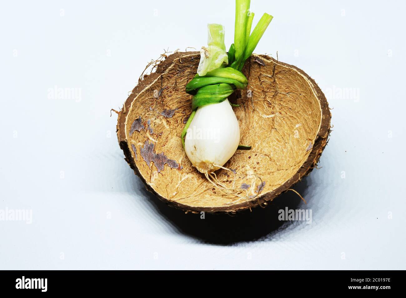 Fresh Green Spring Onion With Roots On An Isolated White Background ...