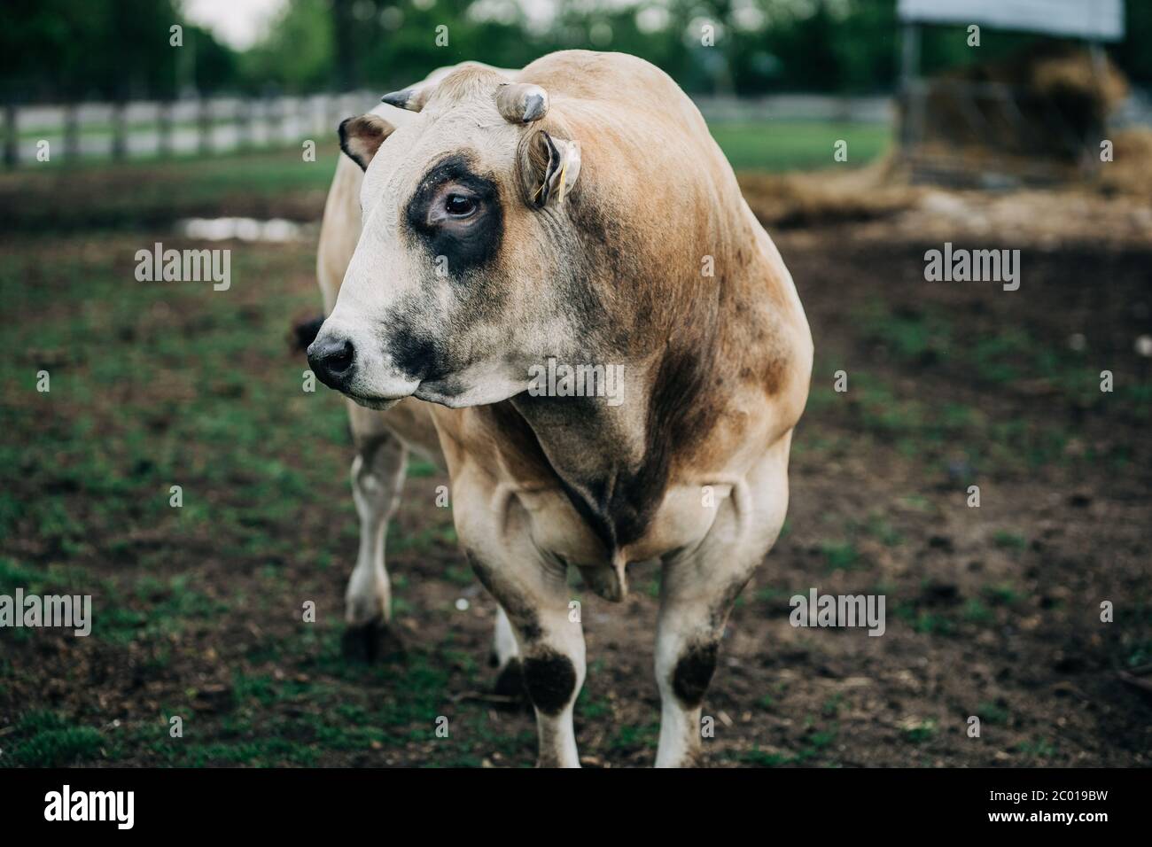 breed of Argentine bull reared for meat Stock Photo - Alamy