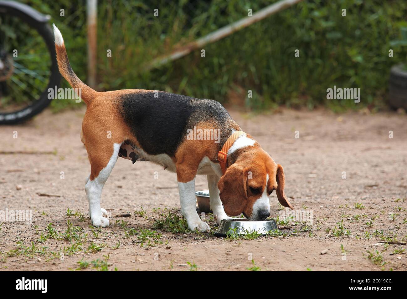 Beagle dog bowl hi-res stock photography and images - Alamy