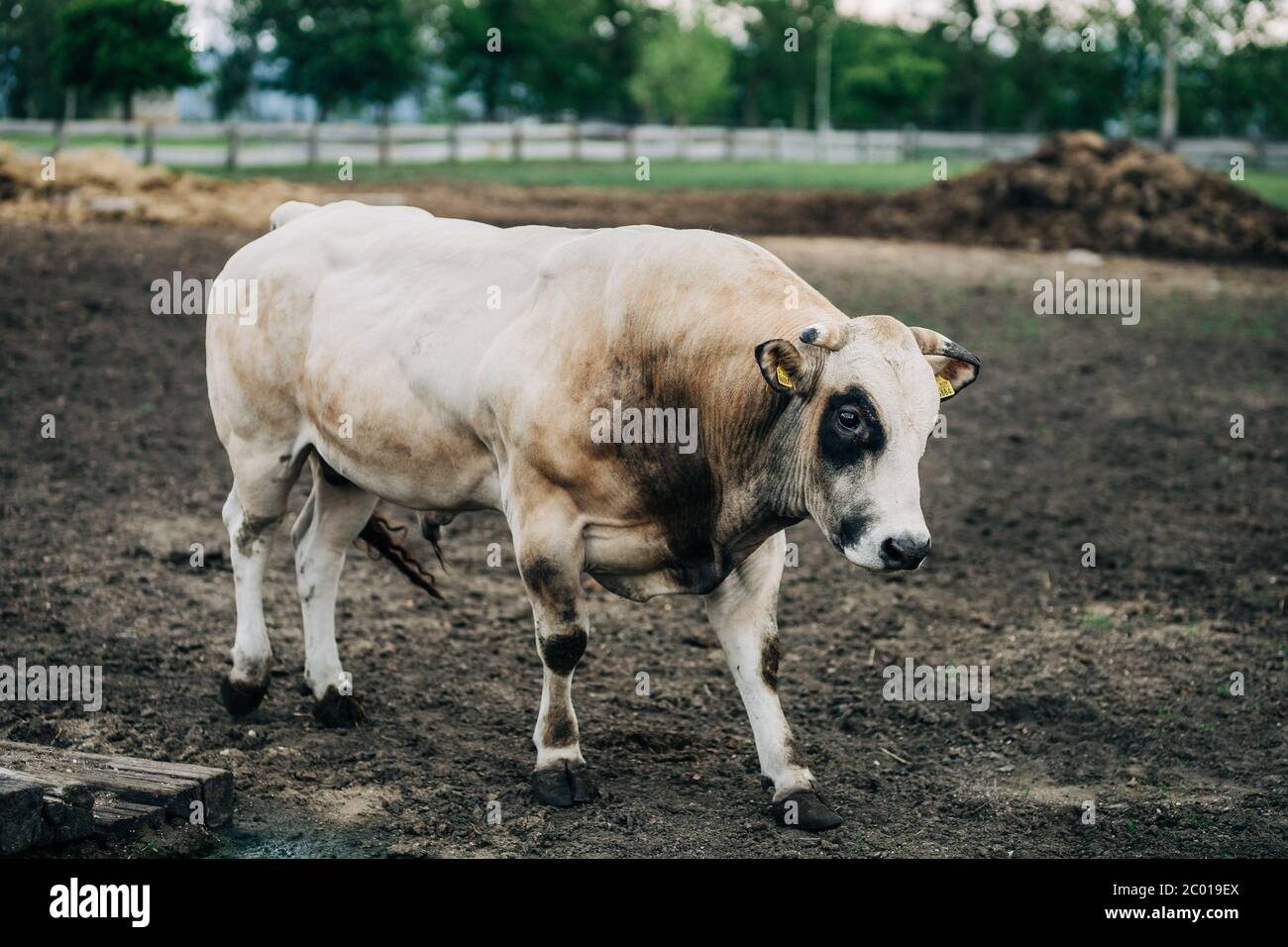 breed of Argentine bull reared for meat Stock Photo - Alamy