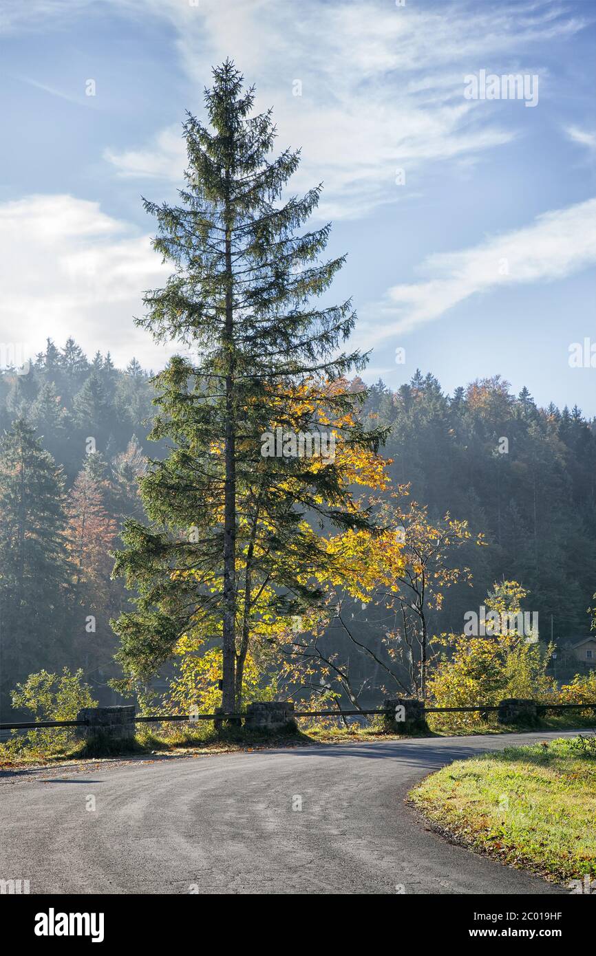 tree on the road Stock Photo - Alamy