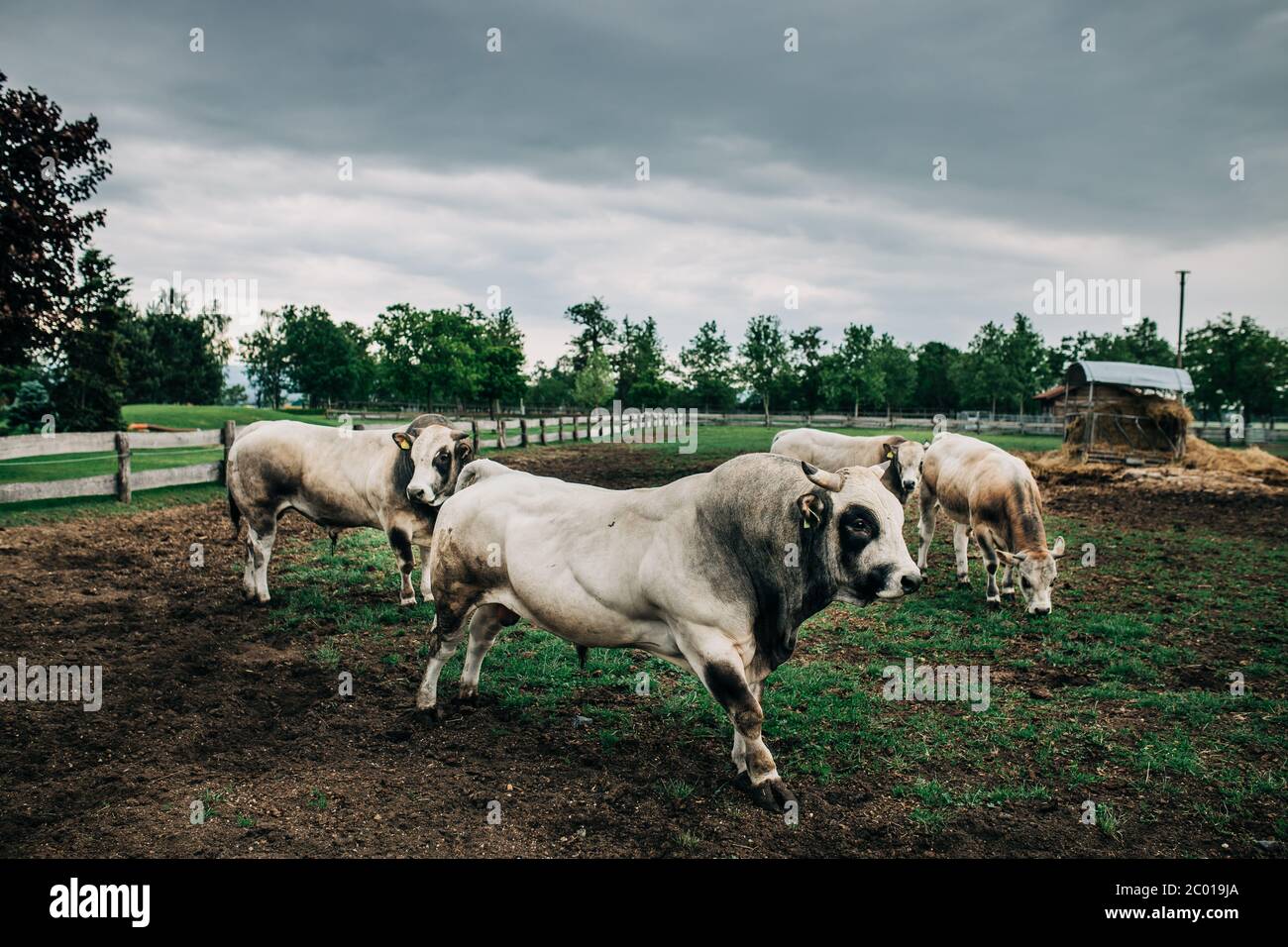 breed of Argentine bull reared for meat Stock Photo - Alamy