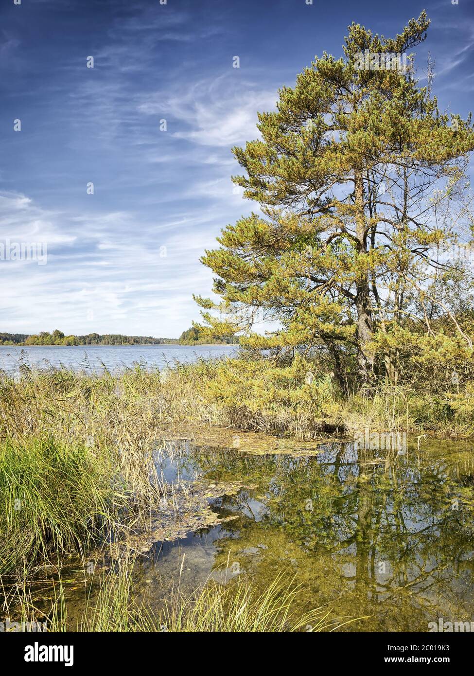 Beautiful bright scene tree hi-res stock photography and images - Alamy