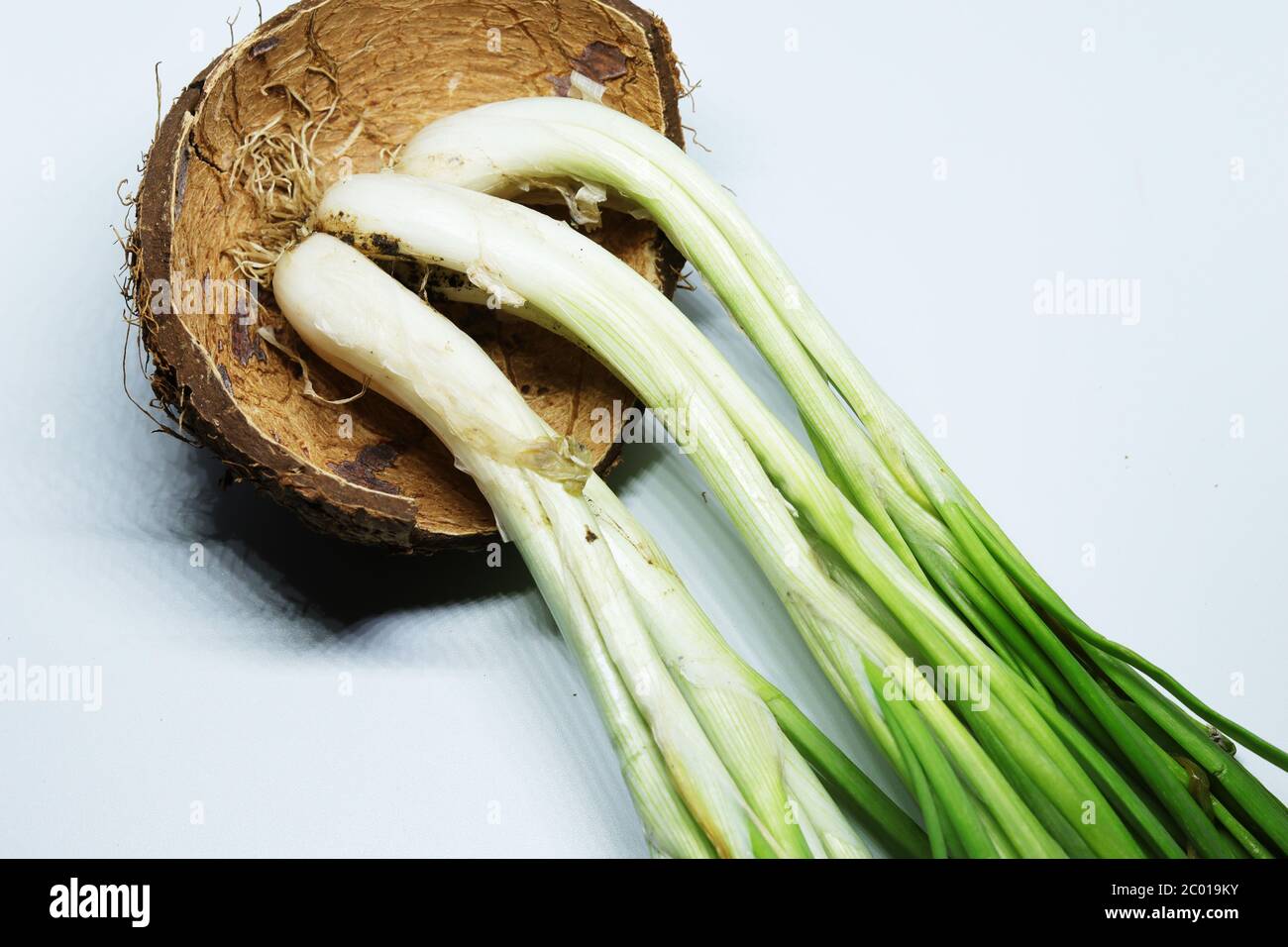 Fresh Green Spring Onion With Roots On An Isolated White Background ...
