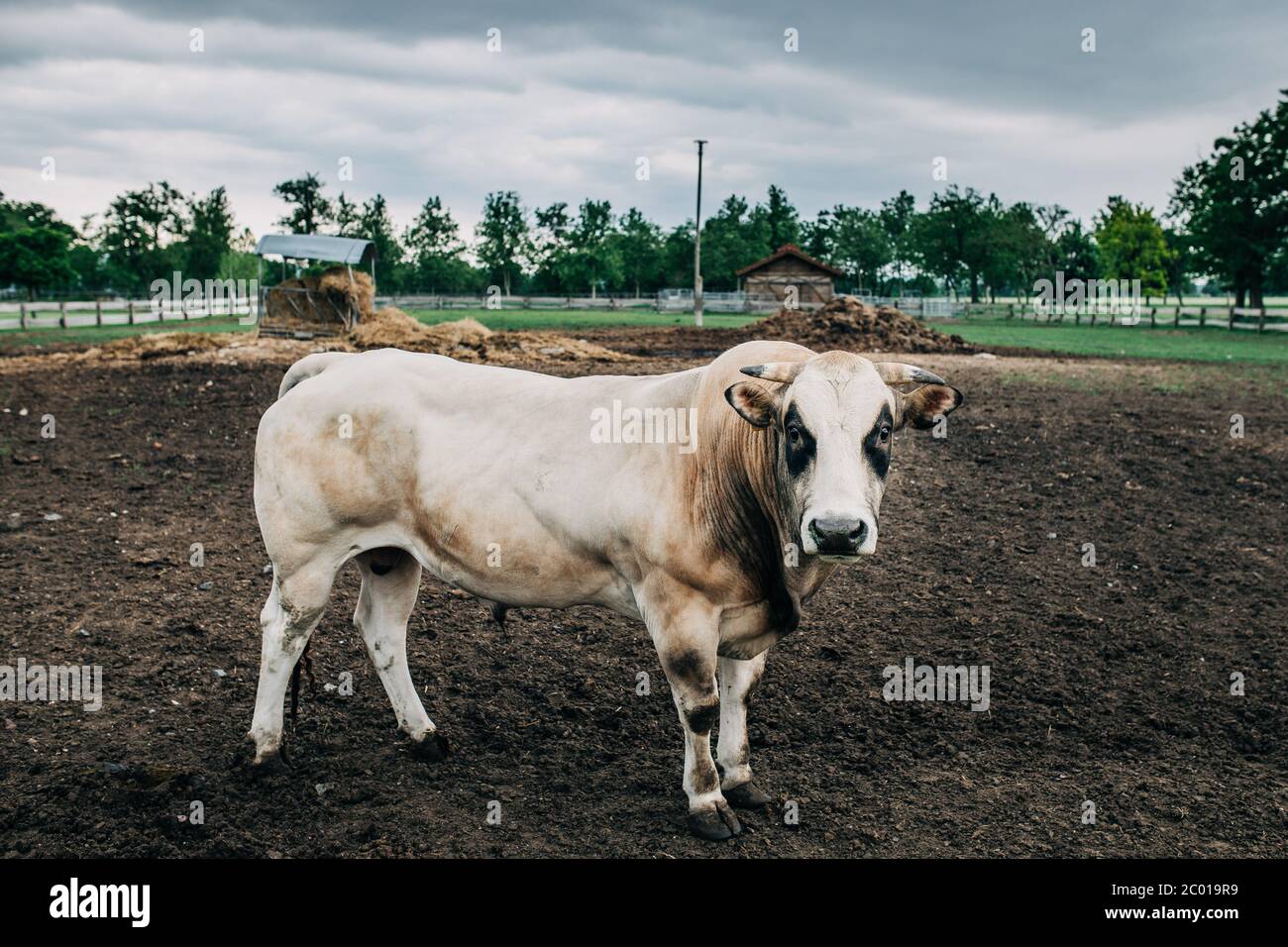 breed of Argentine bull reared for meat Stock Photo - Alamy