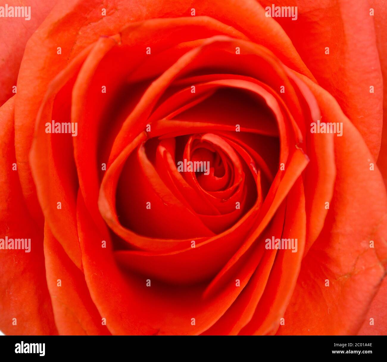 Red rose head above hi-res stock photography and images - Alamy
