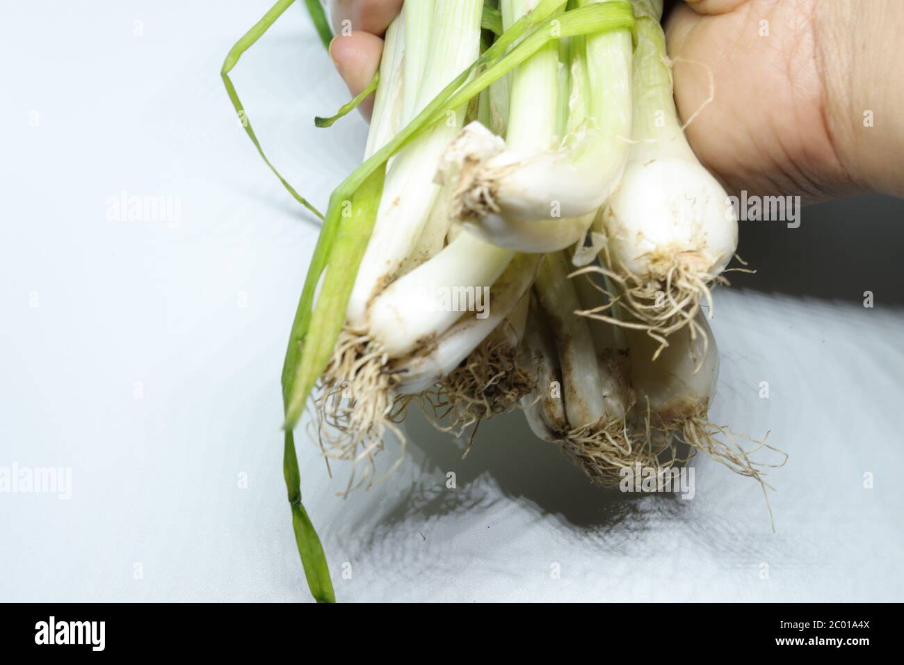 Fresh Green Spring Onion With Roots On An Isolated White Background ...