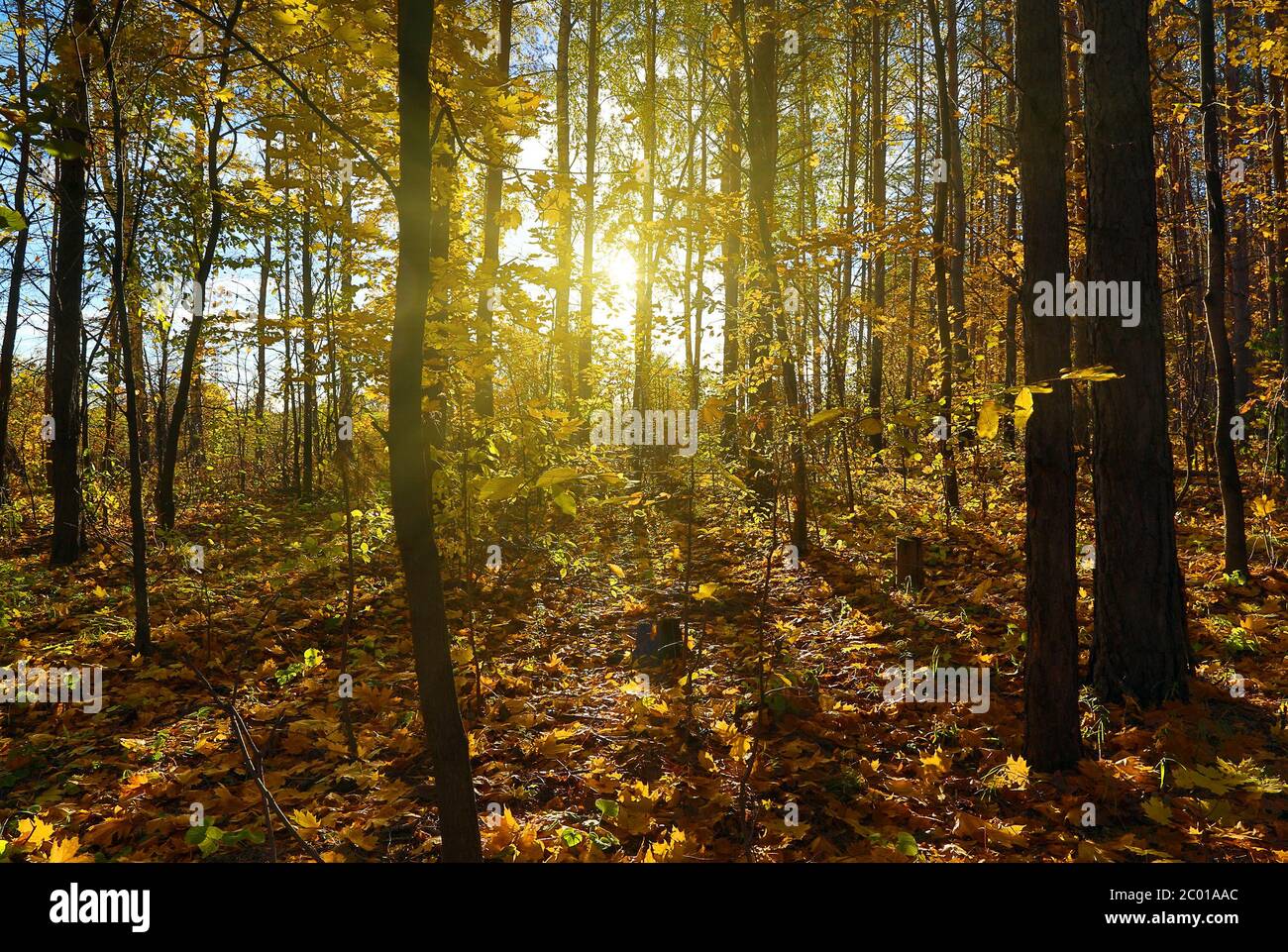 autumn forest with sun Stock Photo - Alamy