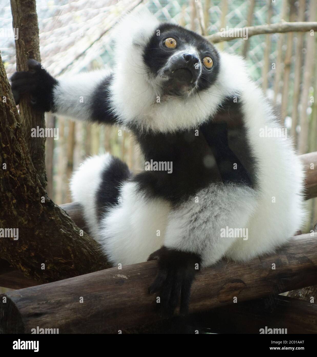 Lemur stare hi-res stock photography and images - Alamy