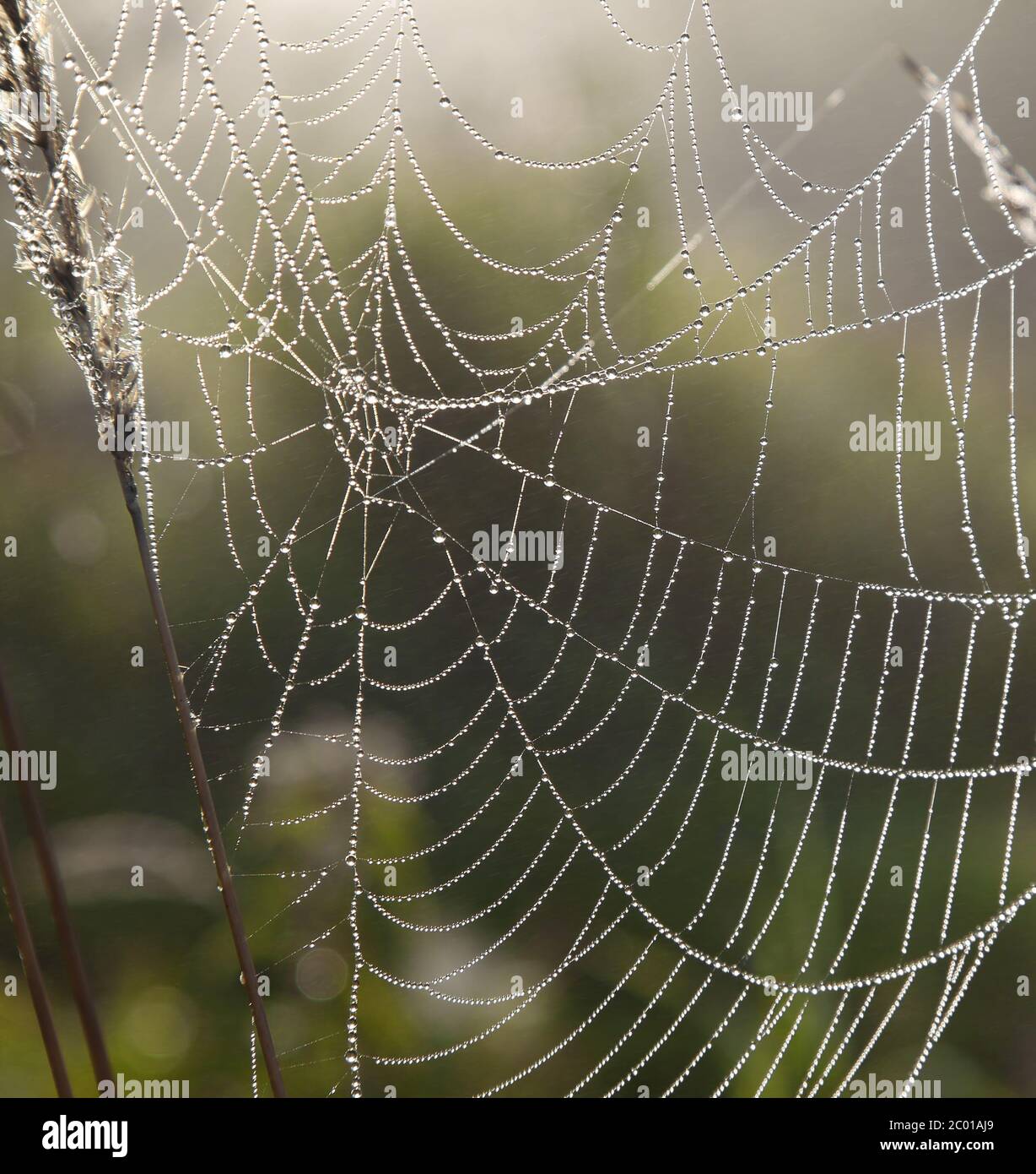 spider web with dew drops Stock Photo - Alamy
