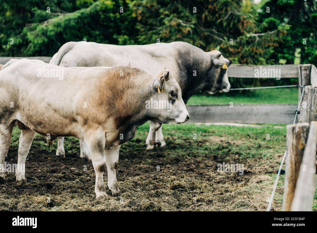 breed of Argentine bull reared for meat Stock Photo - Alamy
