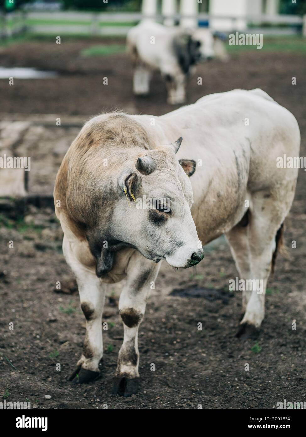 breed of Argentine bull reared for meat Stock Photo - Alamy