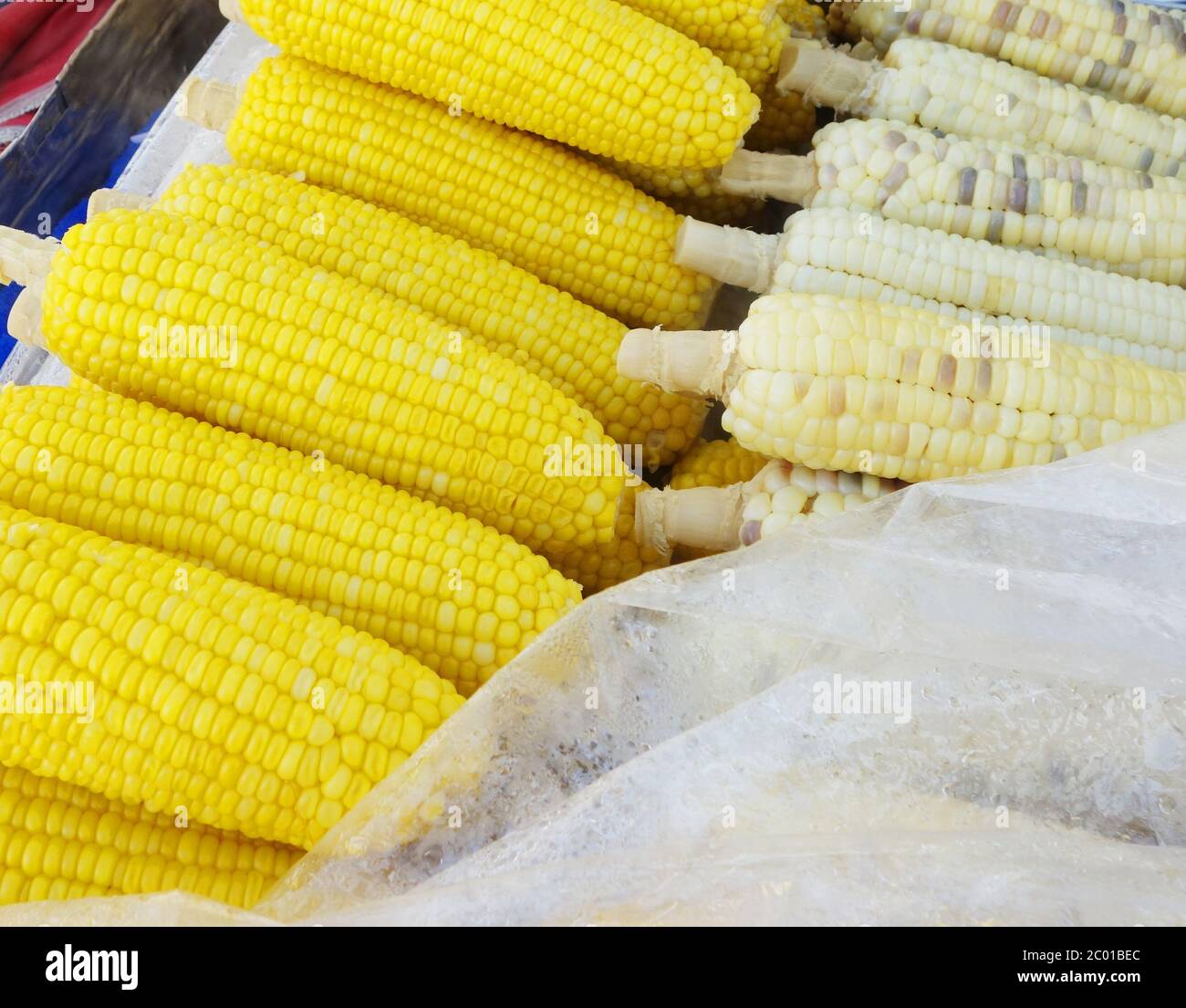Ear of corns hi-res stock photography and images - Alamy