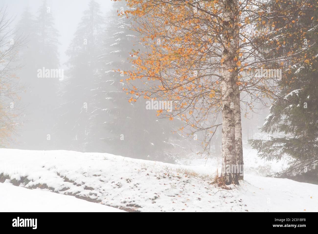 Gold snow hi-res stock photography and images - Alamy