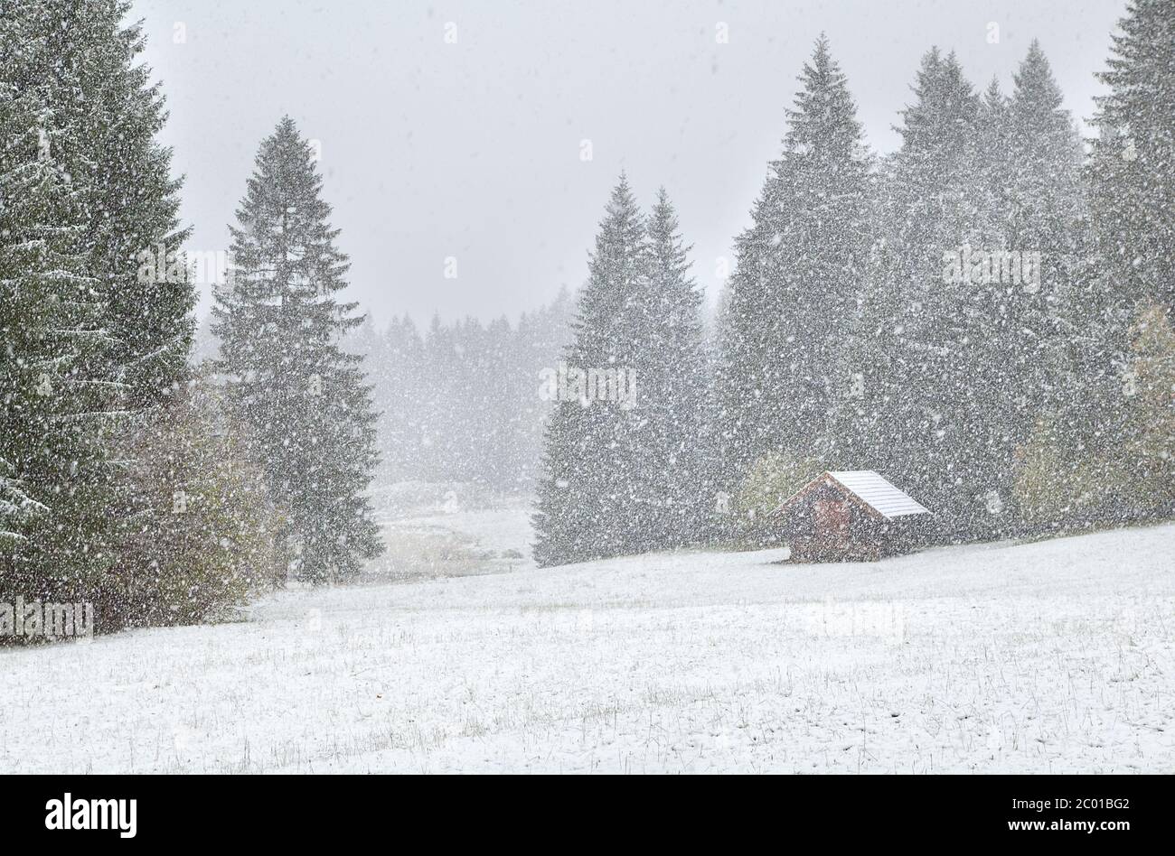 heavy snowstorm over alpine meadows in forest Stock Photo - Alamy