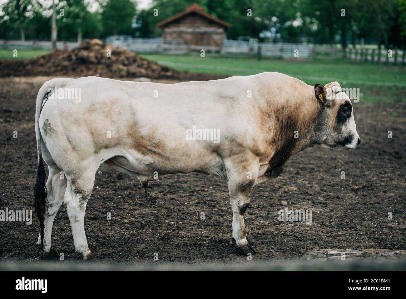 breed of Argentine bull reared for meat Stock Photo - Alamy