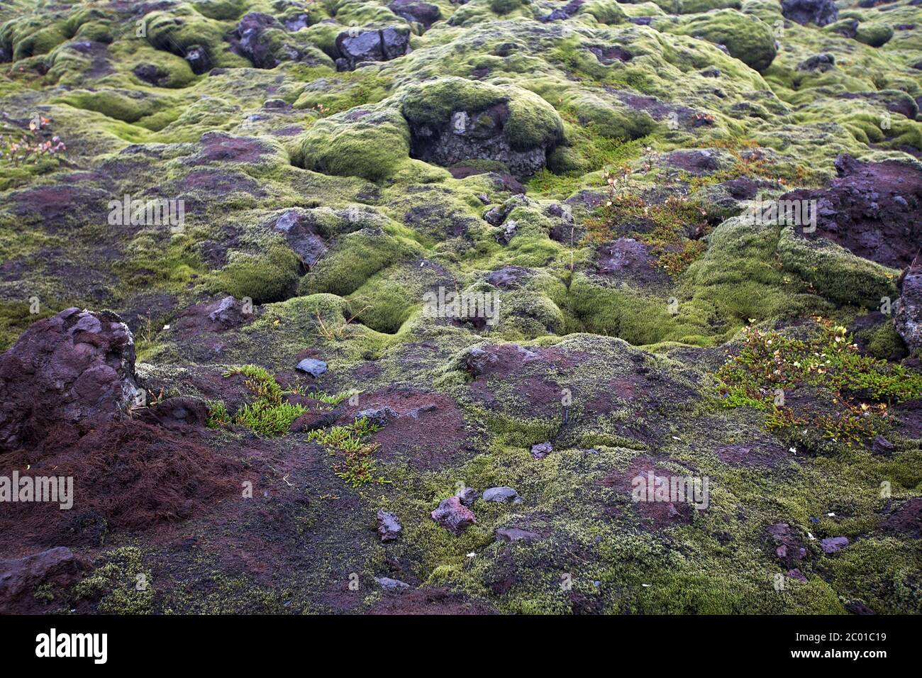 Beautiful landscape with wooly moss on a rainy day in Iceland ...