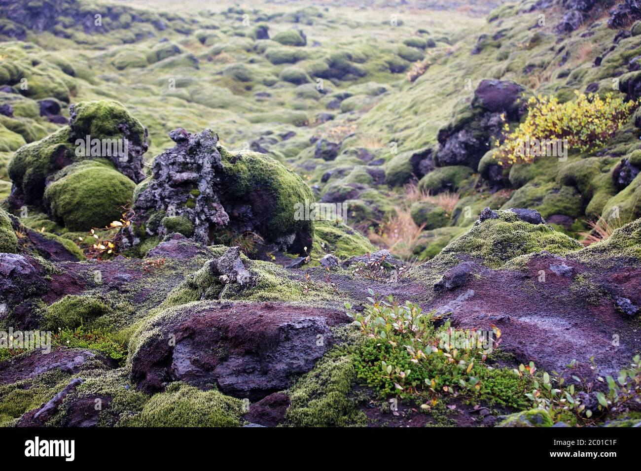 Beautiful landscape with wooly moss on a rainy day in Iceland ...