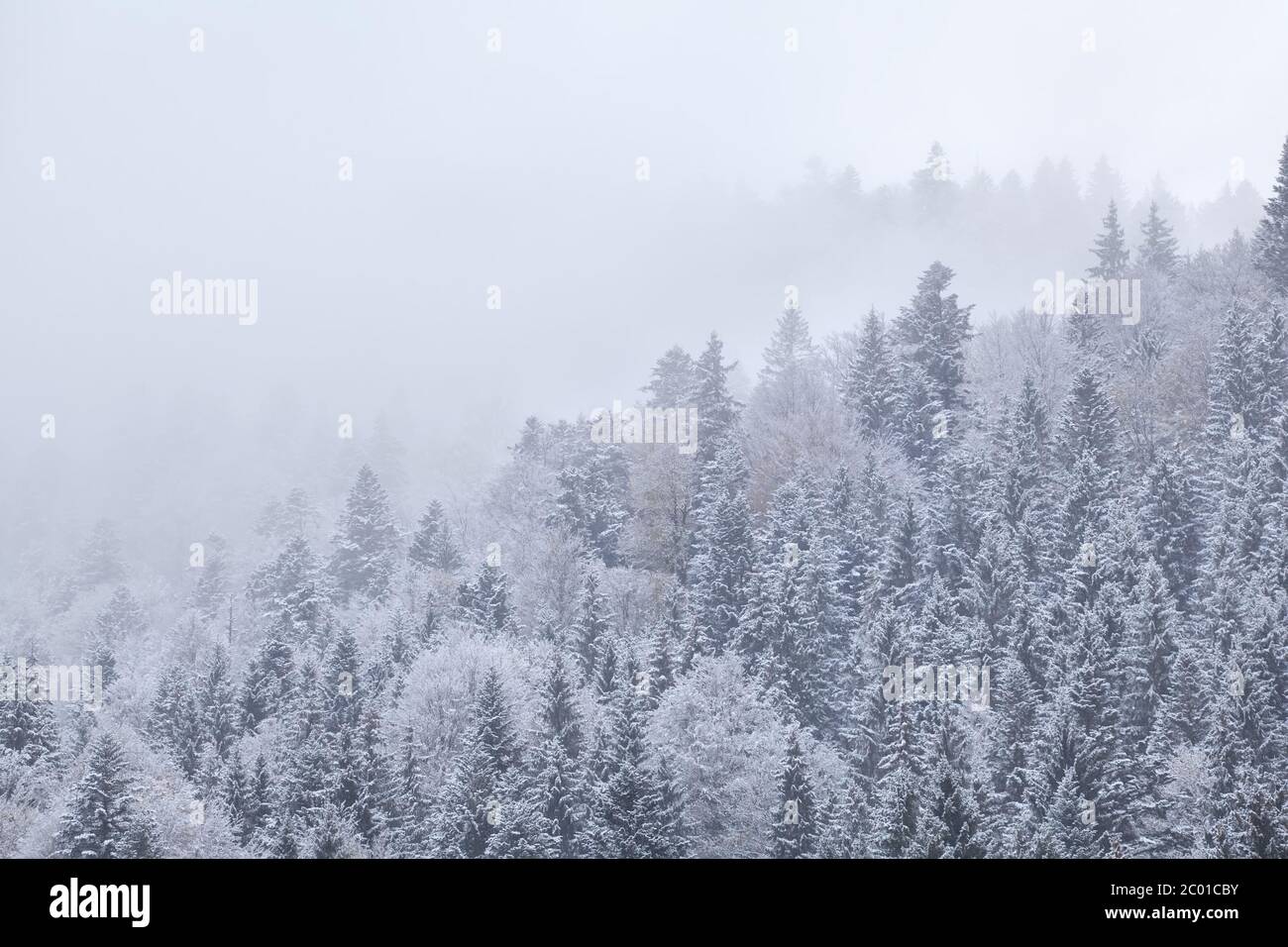 winter forest in snow and fog Stock Photo - Alamy