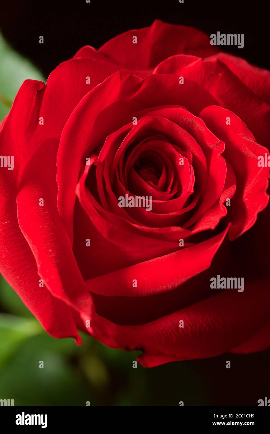 Close-up of a red rose Stock Photo - Alamy