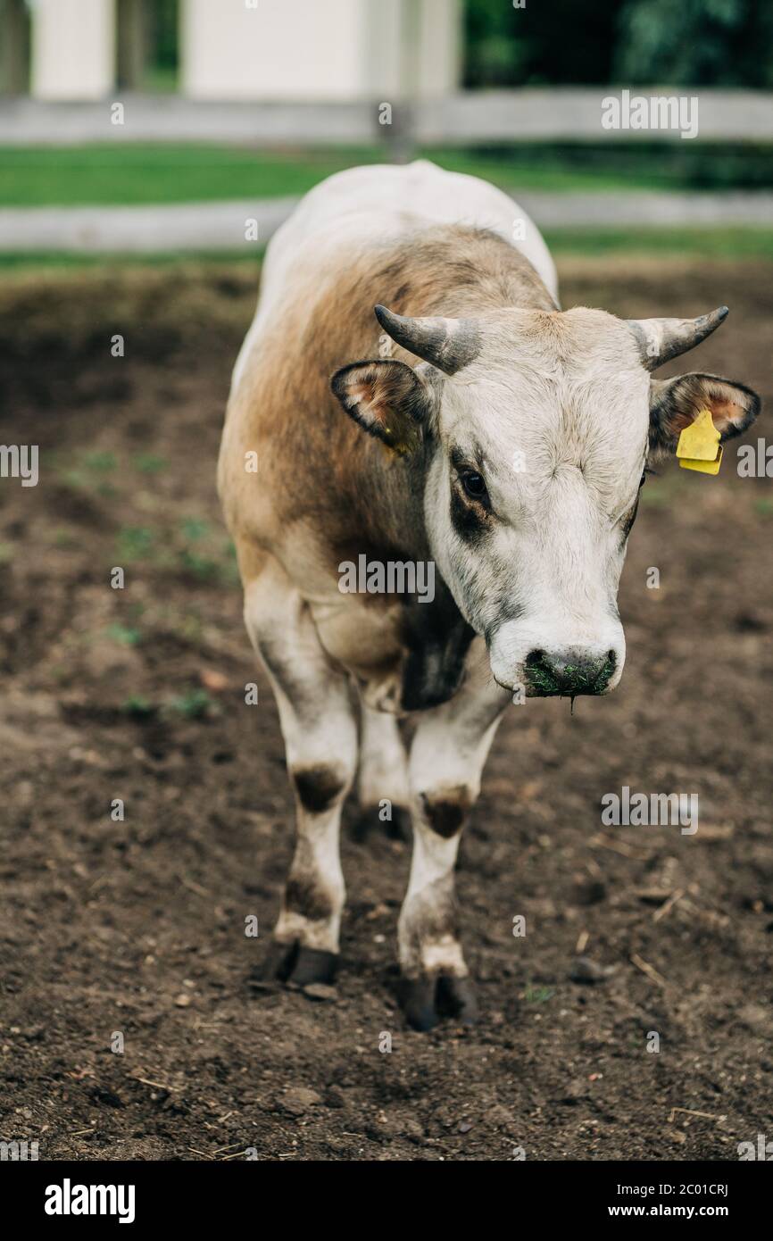 breed of Argentine bull reared for meat Stock Photo - Alamy