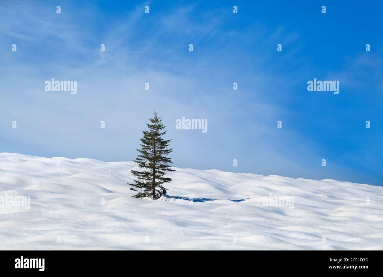 Alone tree snow hi-res stock photography and images - Alamy
