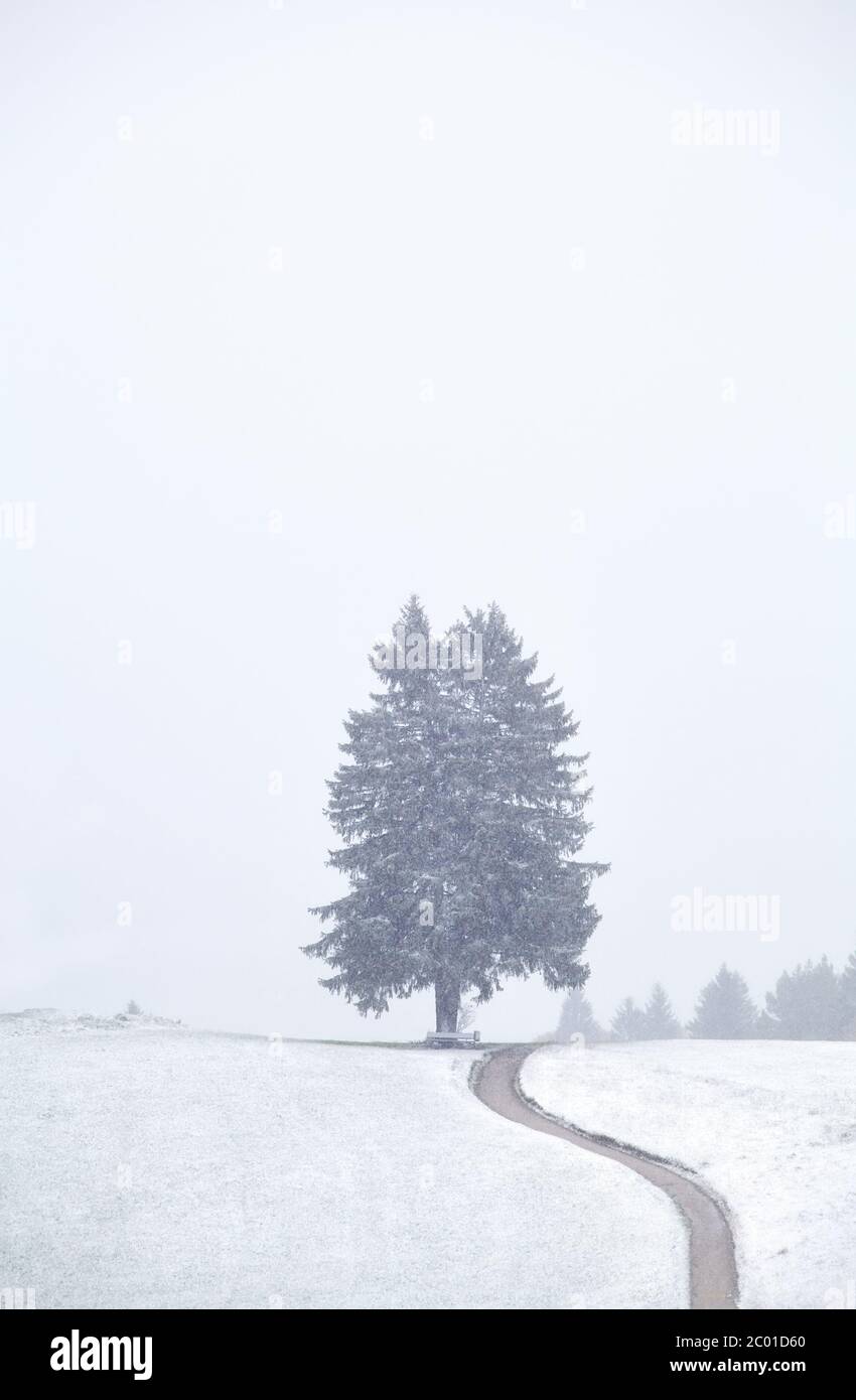 path to tree and snowfall Stock Photo - Alamy