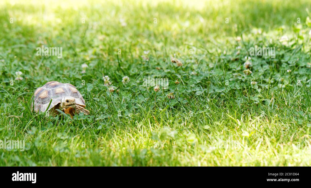 Little cute turtle in the green garss Stock Photo - Alamy