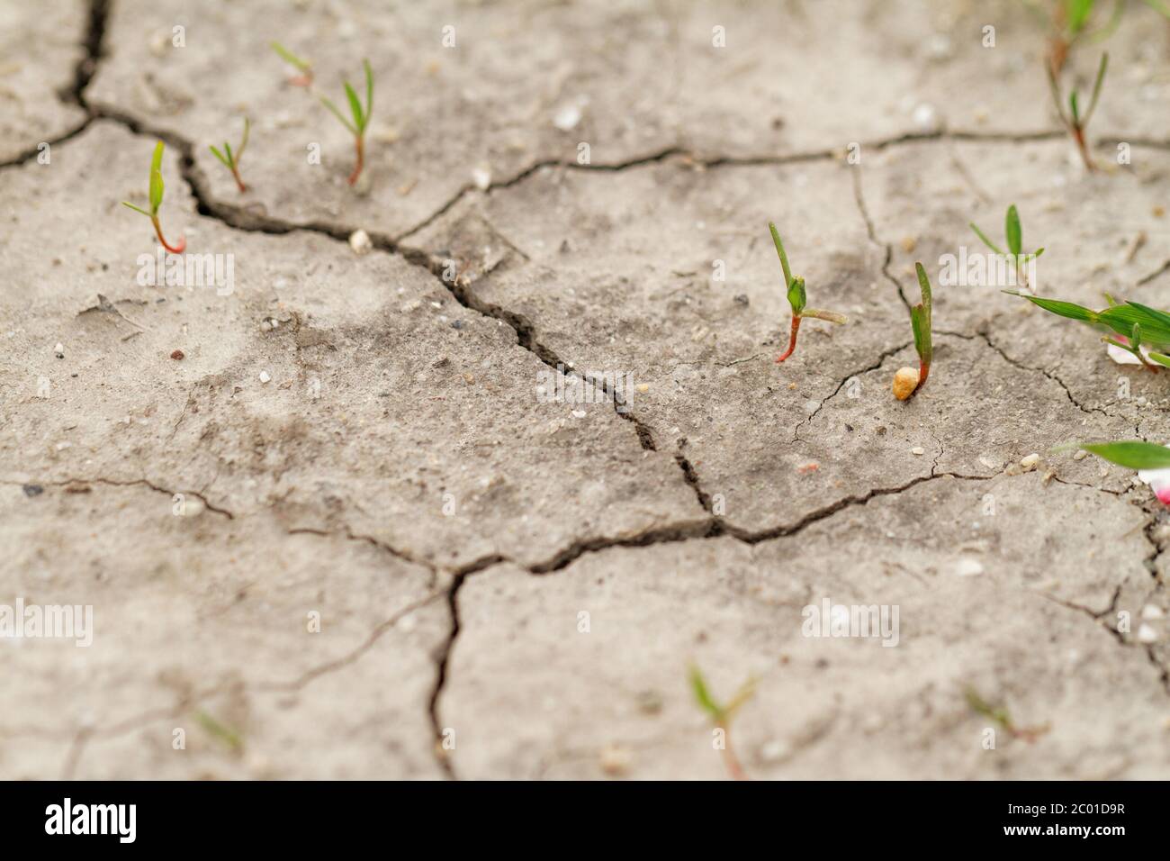 Saline soil hi-res stock photography and images - Alamy