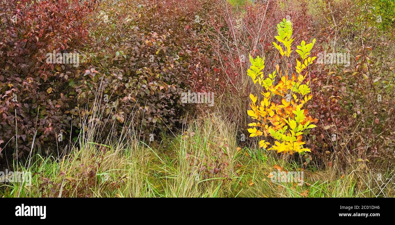 Colors of autumn leaves Stock Photo - Alamy