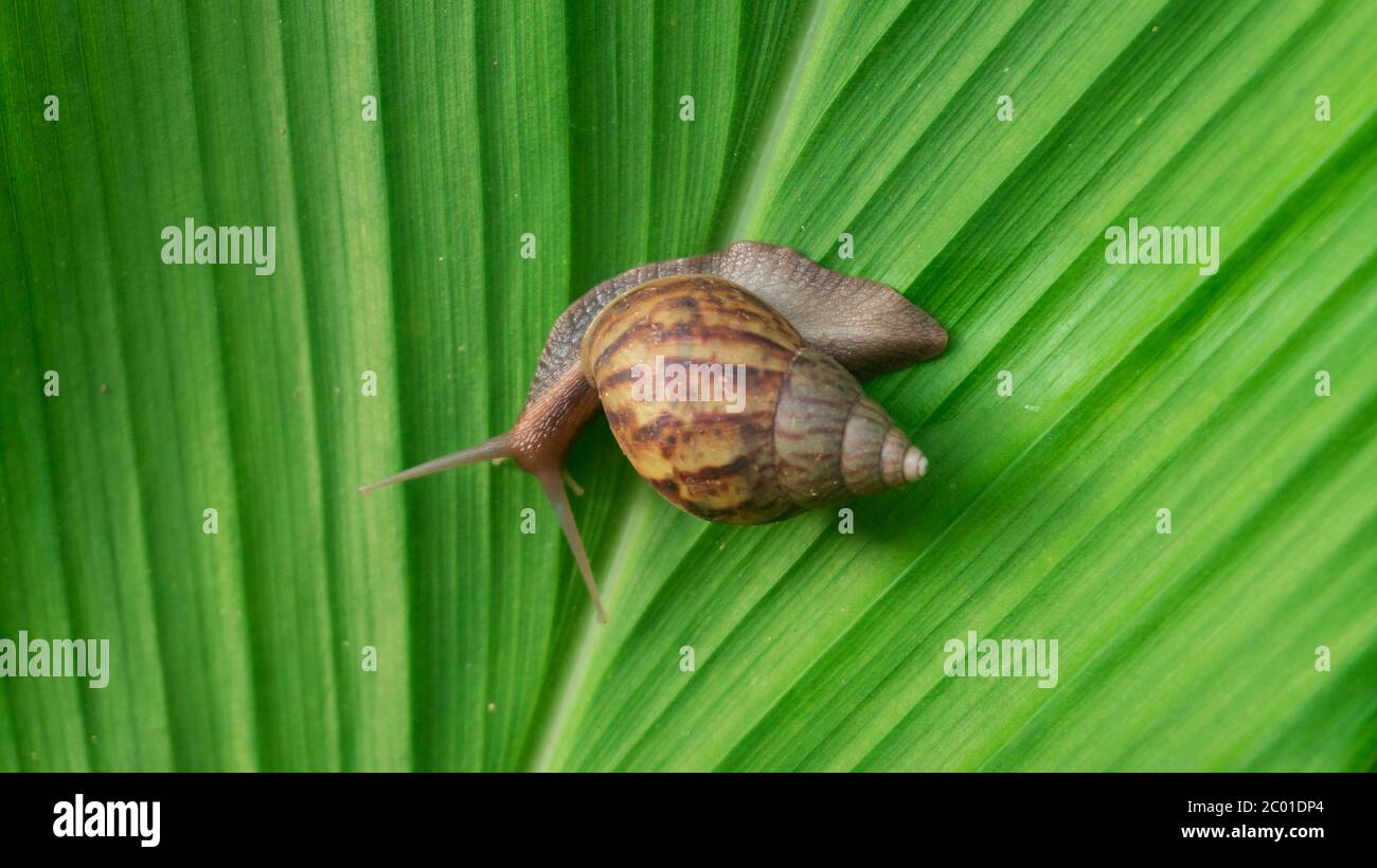 Invasive species giant african snail hi-res stock photography and ...