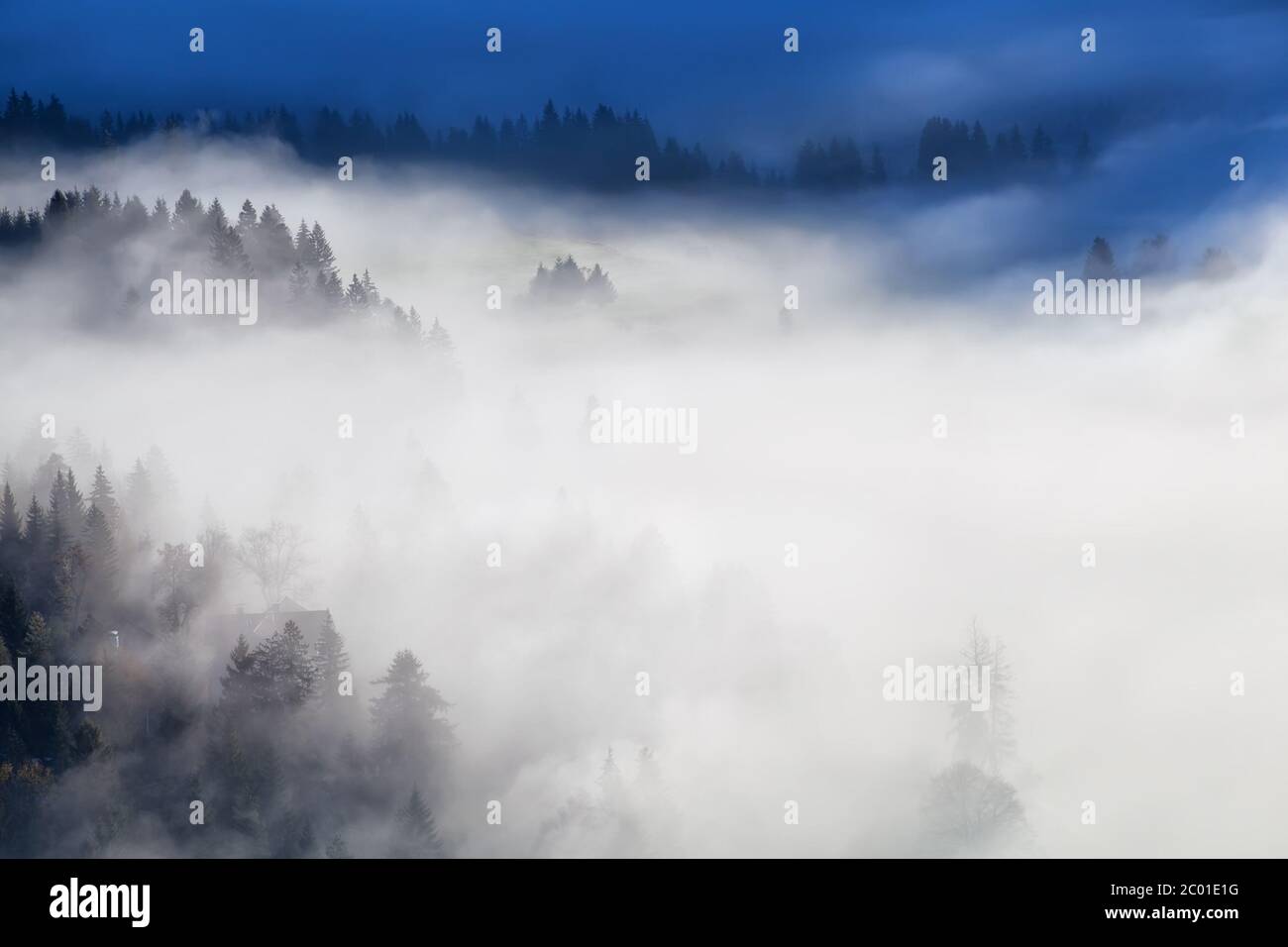Tree shadow in forests hi-res stock photography and images - Alamy