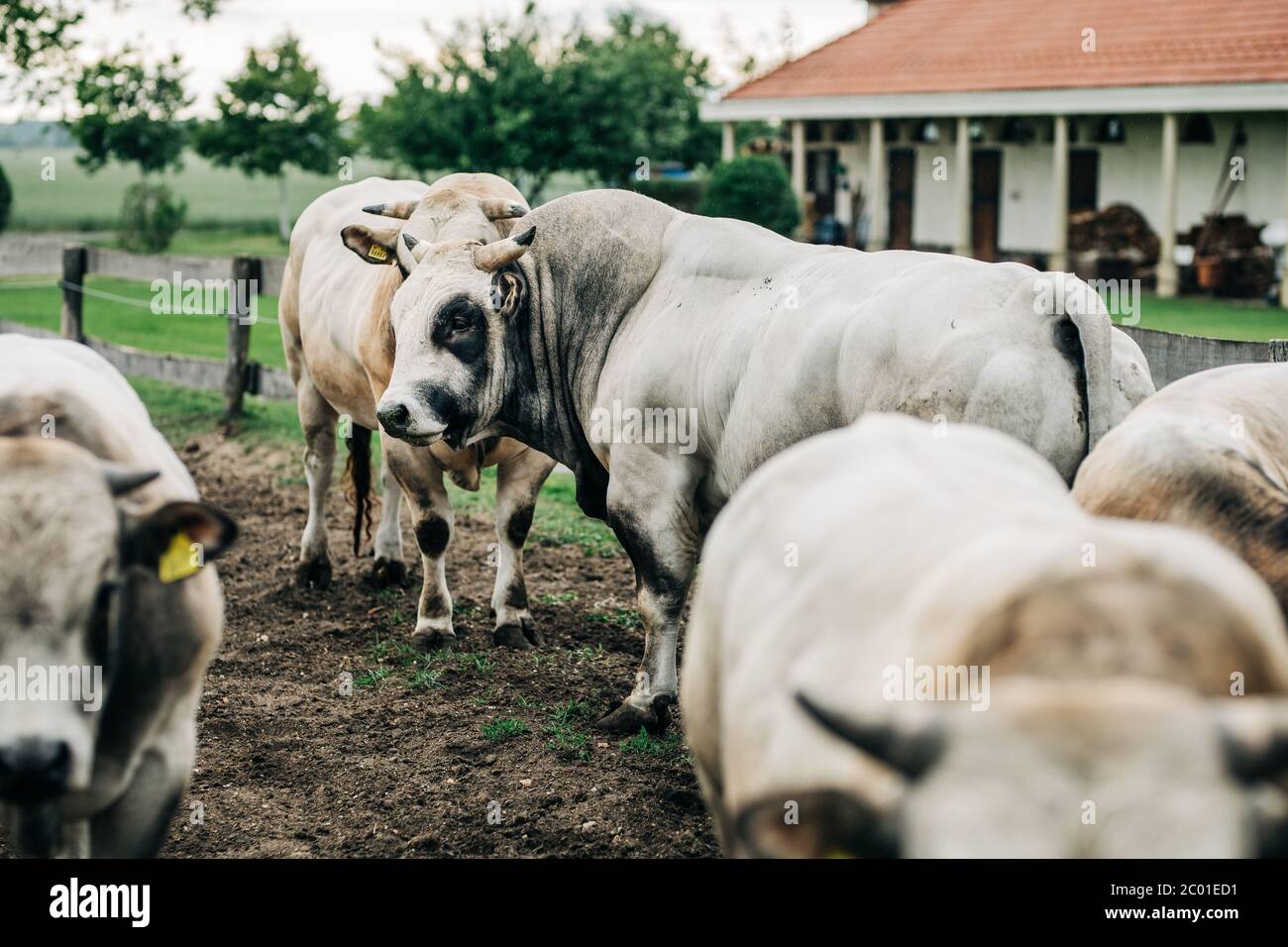 breed of Argentine bull reared for meat Stock Photo - Alamy