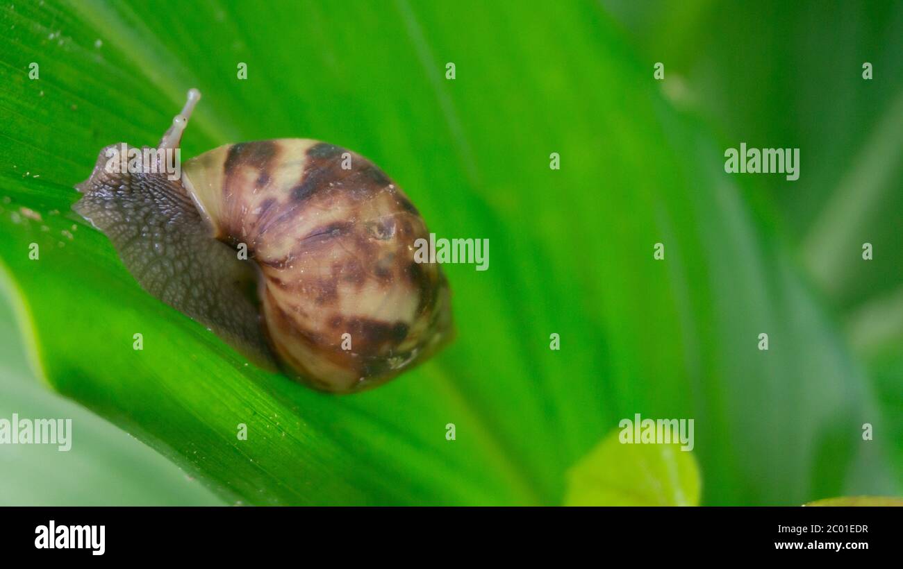Achatina fulica, land snails belonging to the Achatinidae tribe ...