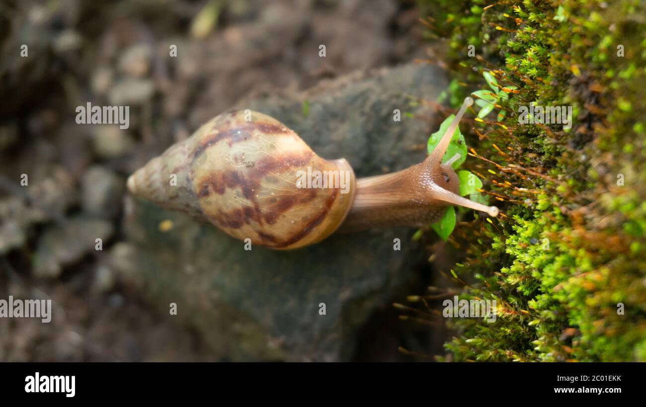 Invasive species giant african snail hi-res stock photography and ...