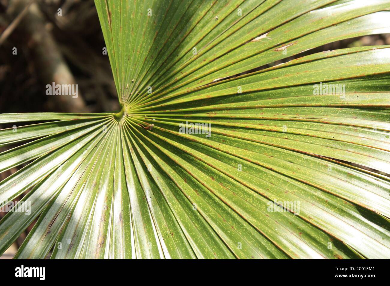 European fan palm hi-res stock photography and images - Alamy
