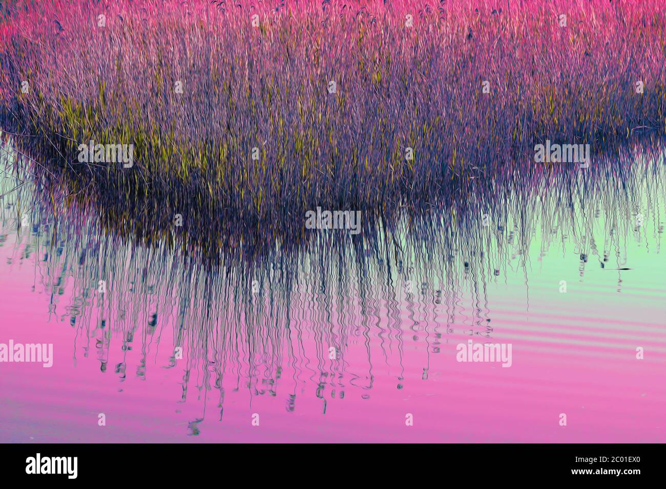 Reeds in pink pond Stock Photo - Alamy
