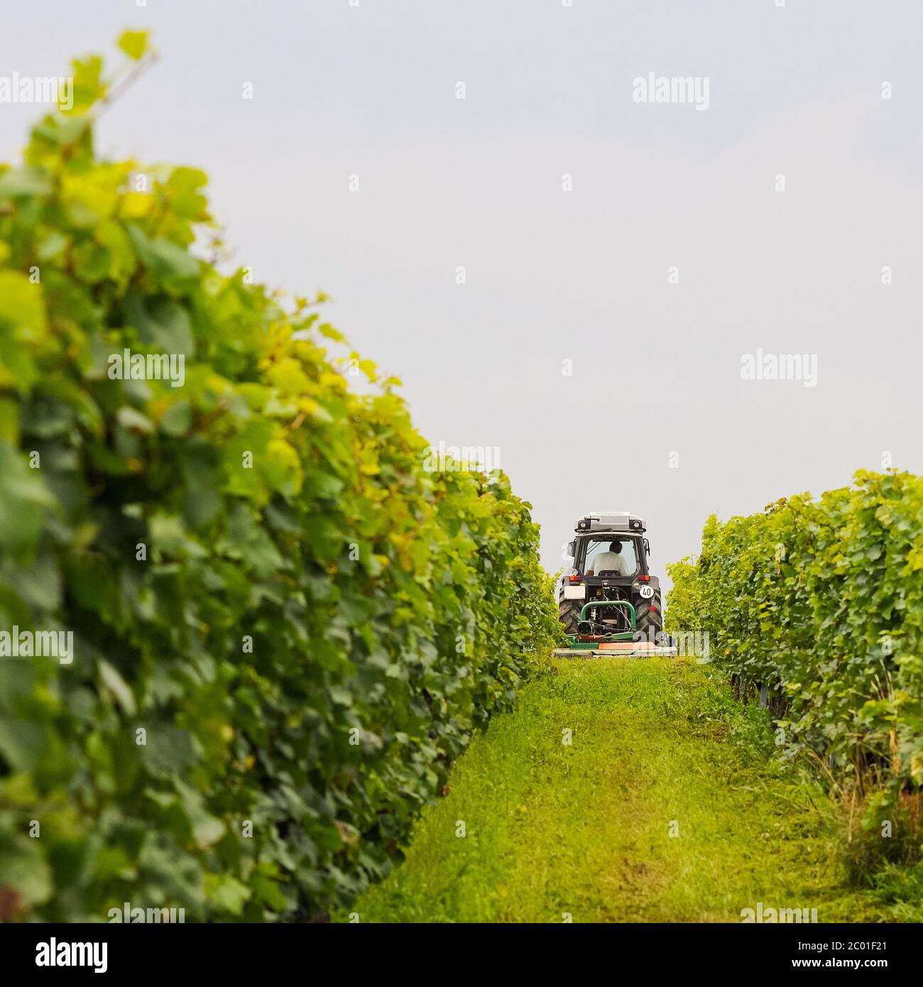 Vineyard tractor hi-res stock photography and images - Alamy