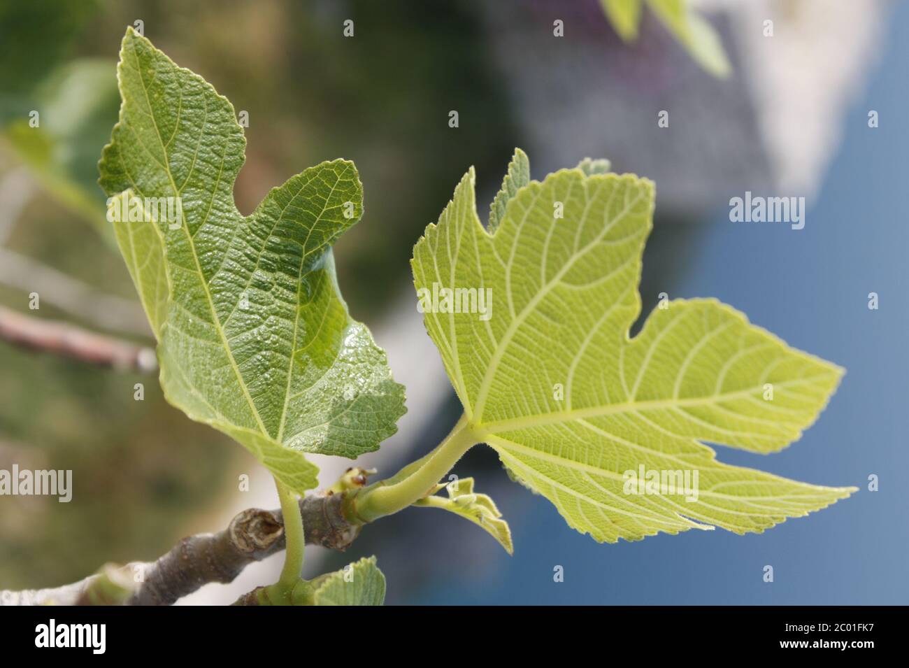 Fig leaves look rich green in colour in the spring sunlight, in Athens ...