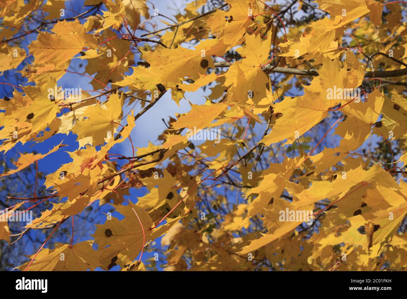 Norway maple tree hi-res stock photography and images - Alamy