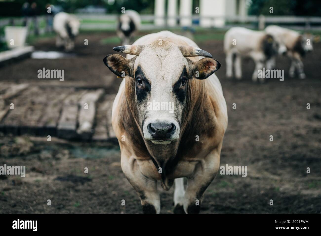 breed of Argentine bull reared for meat Stock Photo - Alamy