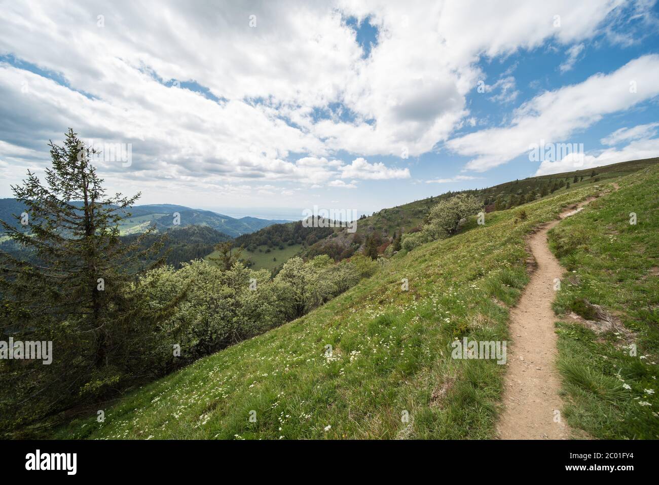 landscape in the black forest in germany at belchen which is 1414m high ...