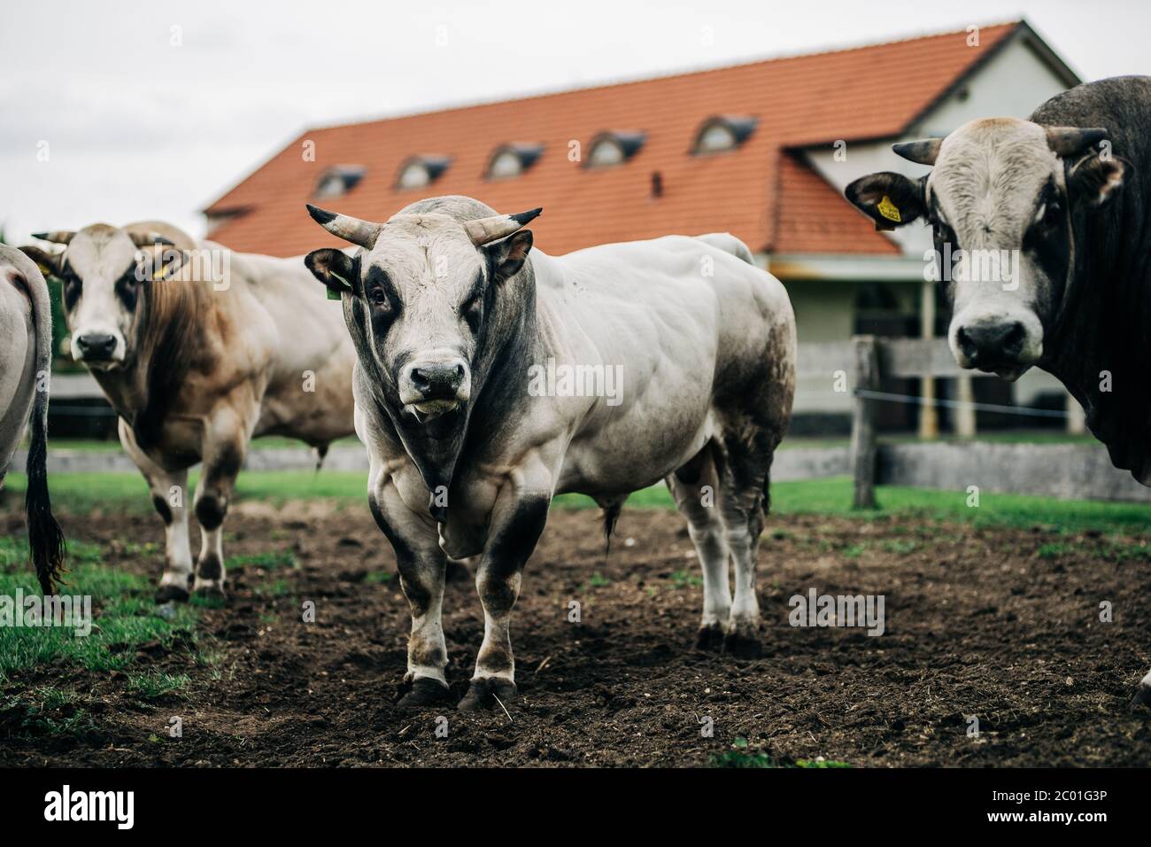 breed of Argentine bull reared for meat Stock Photo - Alamy