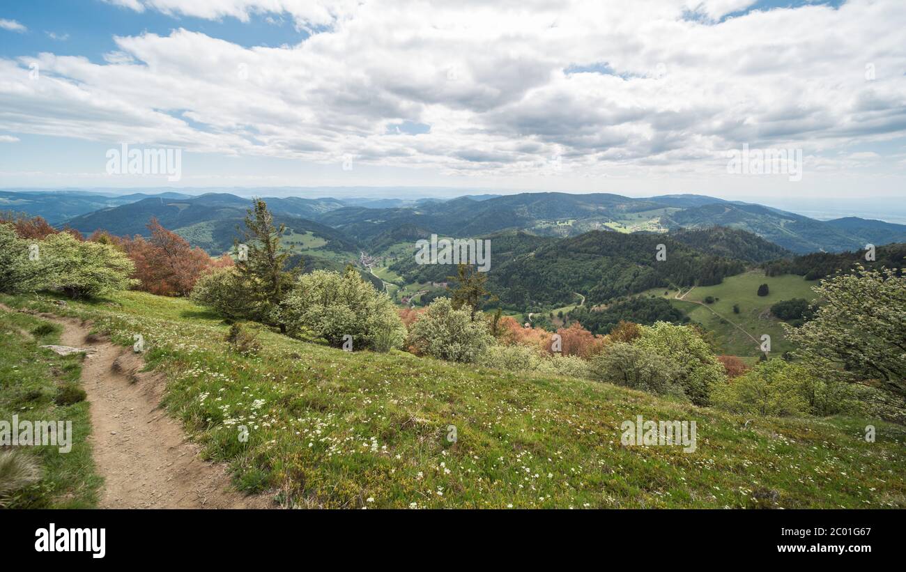 landscape in the black forest in germany at belchen which is 1414m high ...