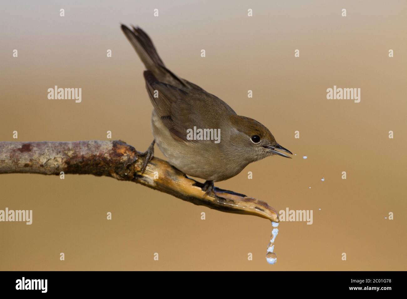 Puddle water in desert hi-res stock photography and images - Alamy