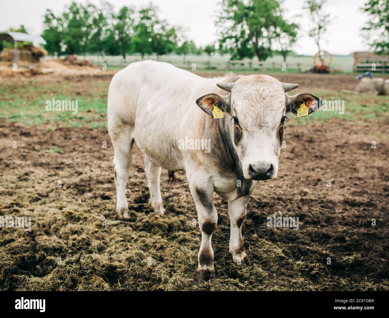 breed of Argentine bull reared for meat Stock Photo - Alamy